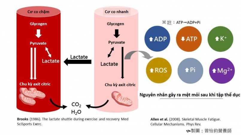 [Kiến Thức] Axit Lactic Có Phải Là Nguyên Nhân Gây Đau Nhức Cơ Bắp Sau ...