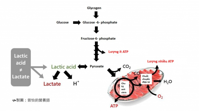 [Kiến Thức] Axit Lactic Có Phải Là Nguyên Nhân Gây Đau Nhức Cơ Bắp Sau ...